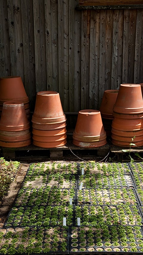 Zašto humus održava tlo zdravim
