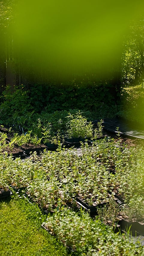 Zašto humus održava tlo zdravim