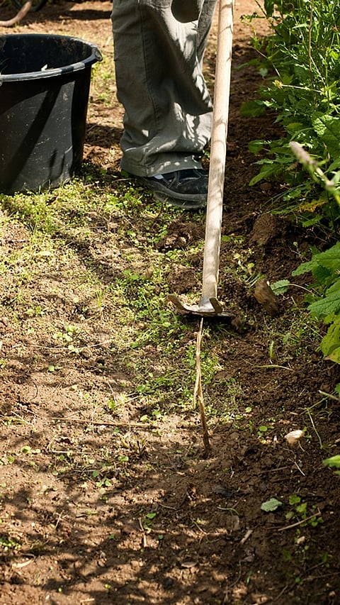 Zašto humus održava tlo zdravim